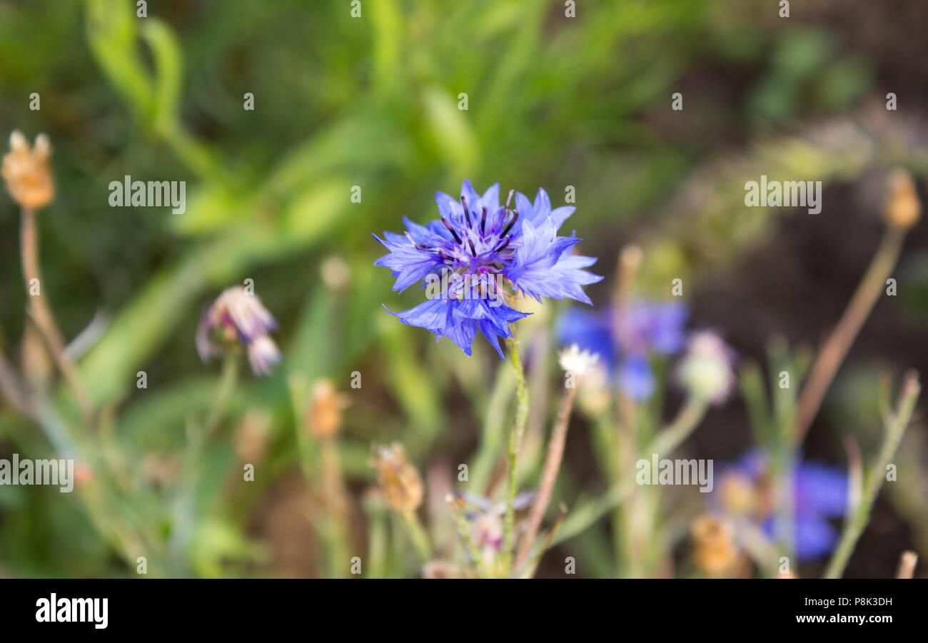 Centaurea cyanus cornflower hi-res stock photography and images - Alamy