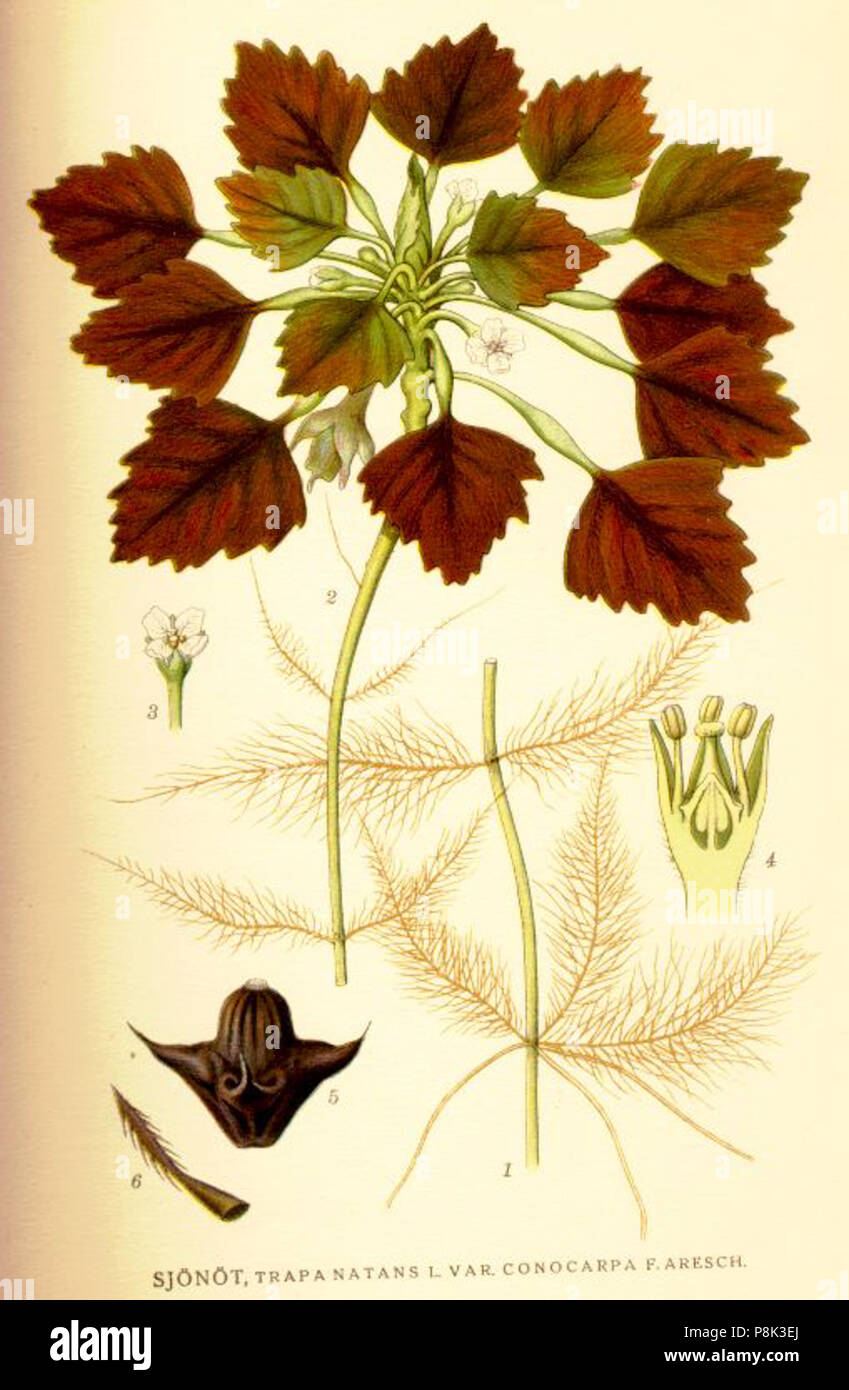 Water chestnut trapa natans hi-res stock photography and images - Alamy