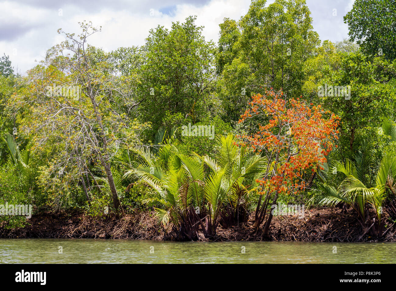 Mangrove swamps get flooded hi-res stock photography and images - Alamy