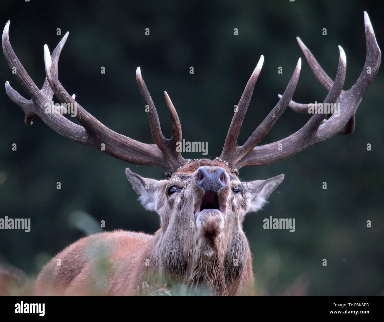 Stag_head hi-res stock photography and images - Alamy