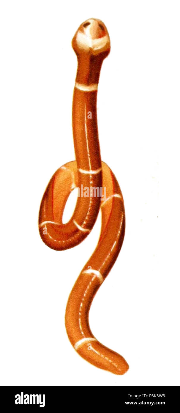 562 Tubulanus banyulensis Stock Photo - Alamy