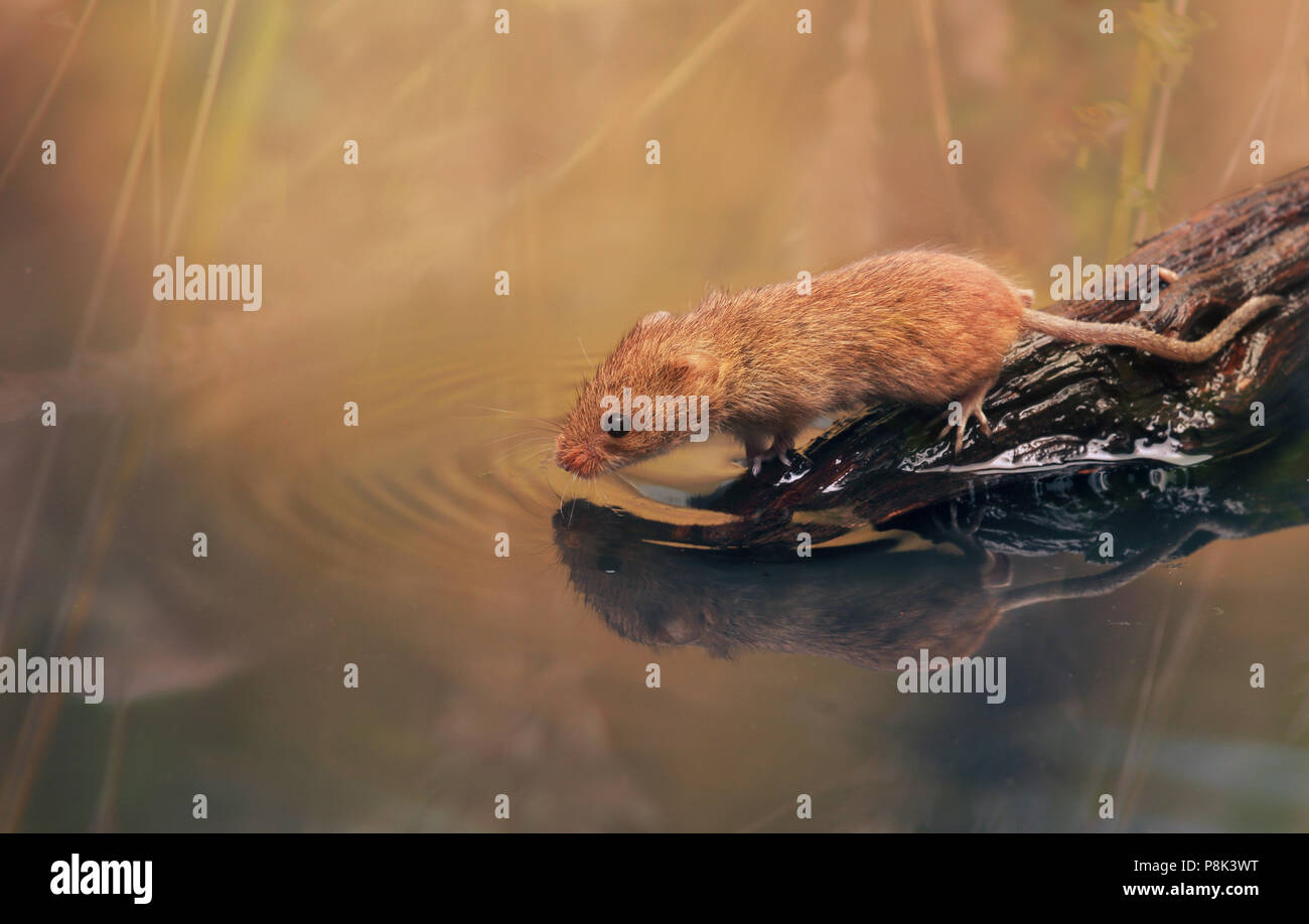 Harvest Door Mouse drinking Stock Photo - Alamy