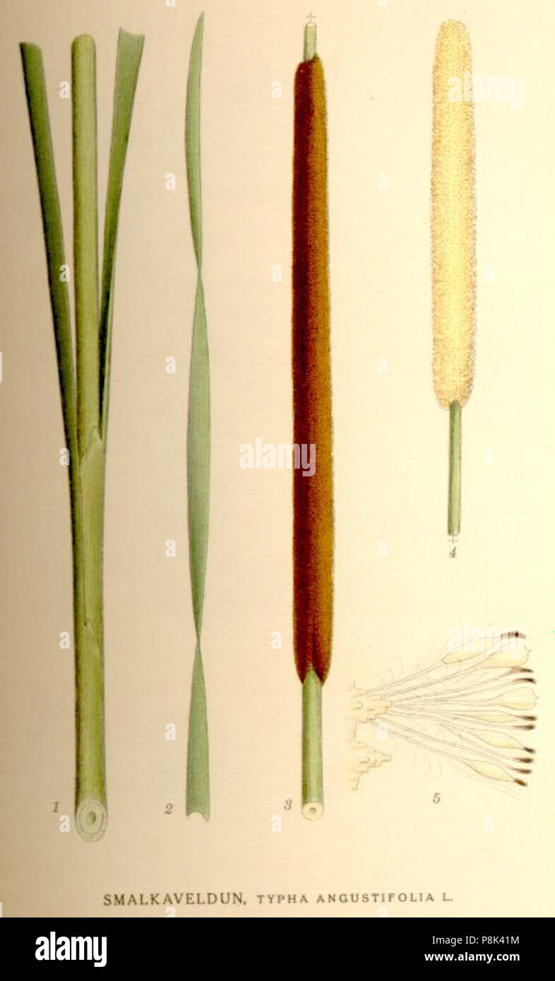 Species typha angustifolia hi-res stock photography and images - Alamy