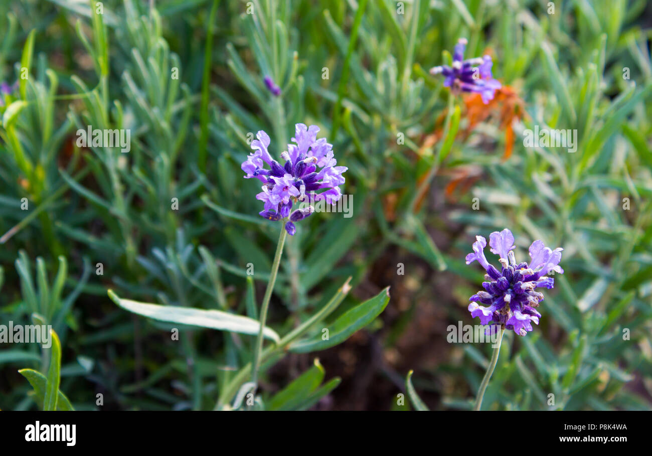 Lavanda angustifolia hi-res stock photography and images - Alamy