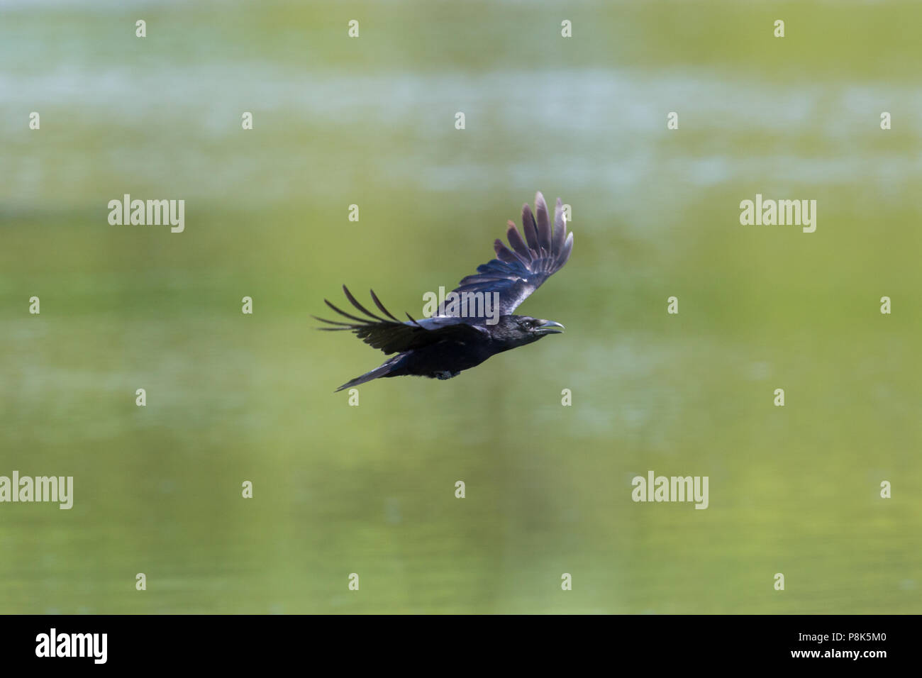 side view natural carrion crow (corvus corone) in flight, green water ...