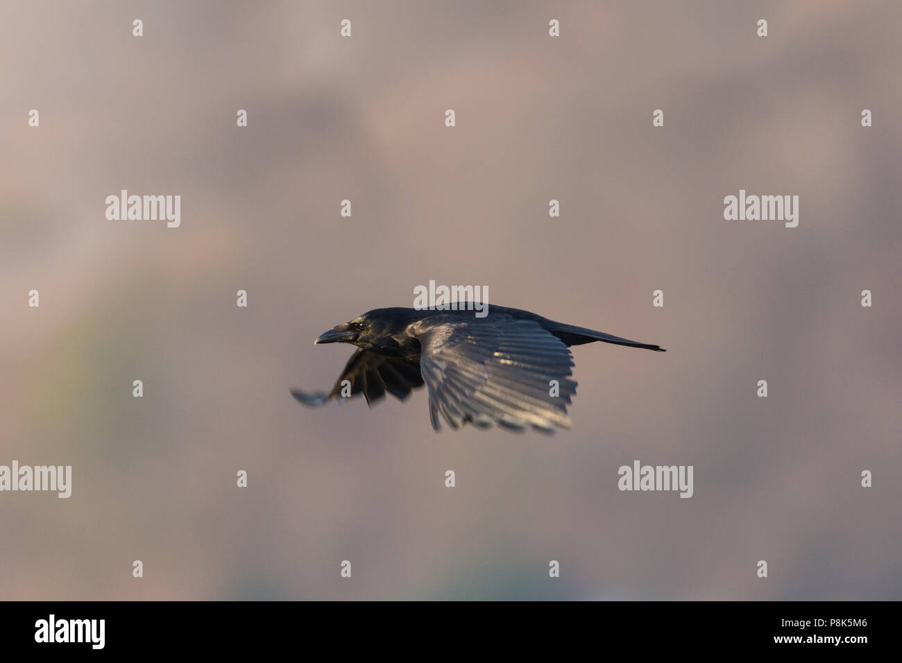 Carrion crow corvus corone flying hi-res stock photography and images ...
