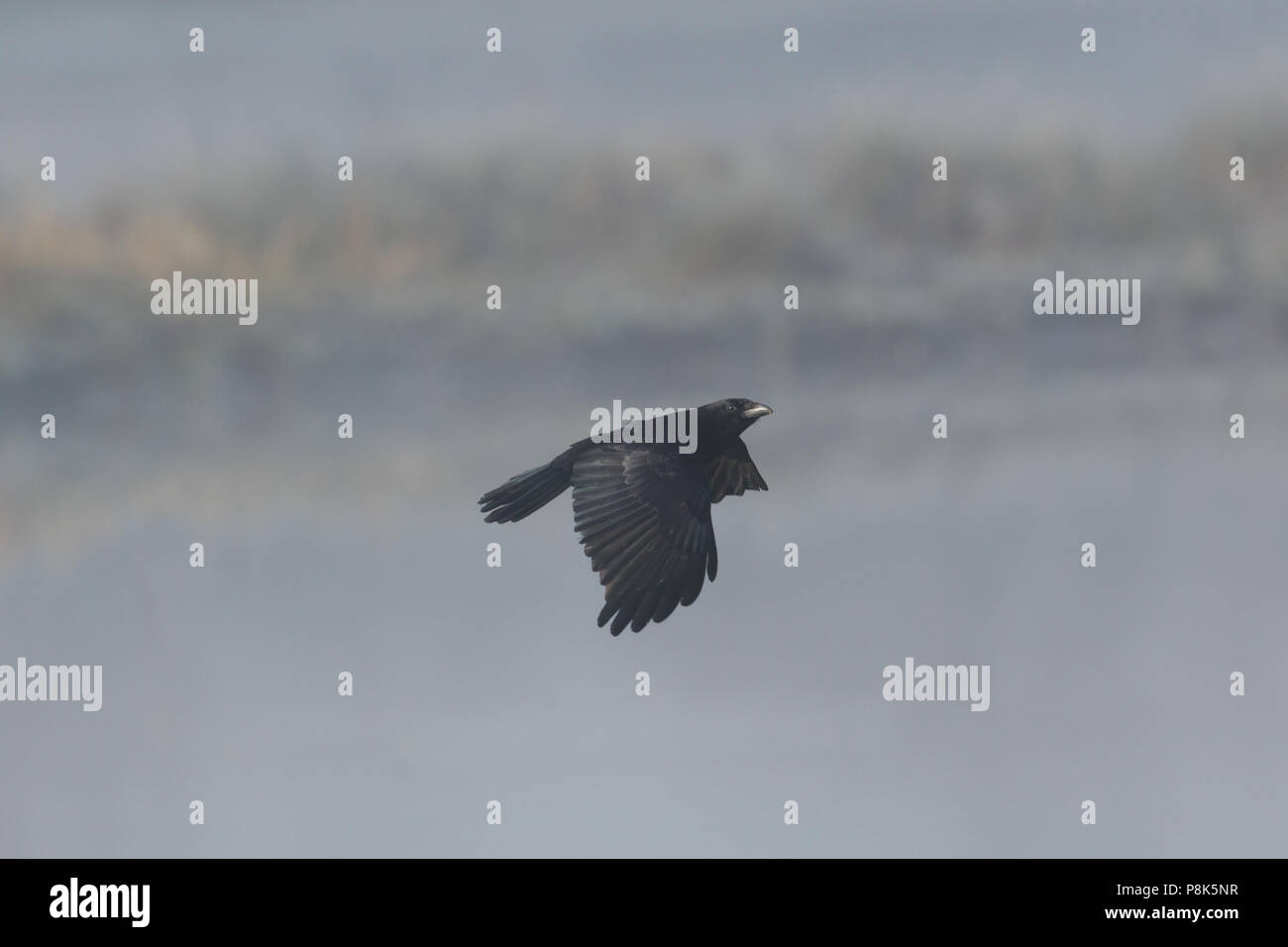 Crow bird hi-res stock photography and images - Alamy