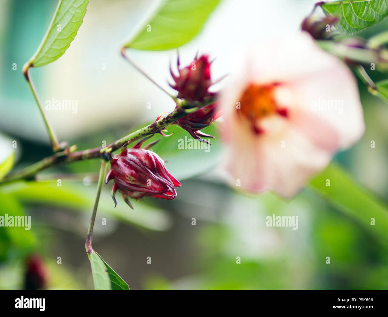 Rosellefruit hi-res stock photography and images - Alamy