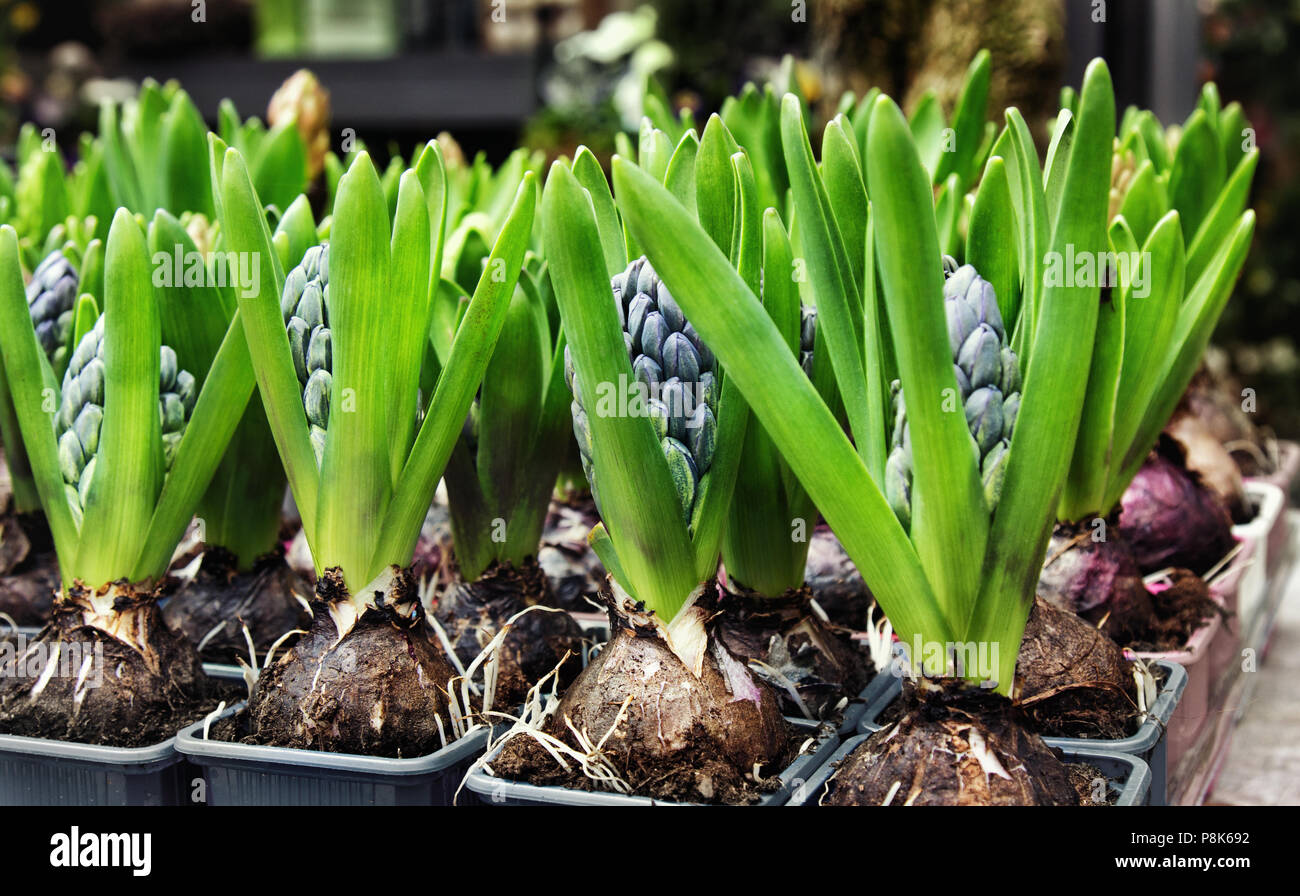 Spring flowers blue hyacinth in pots with bulbs in greenhouse for sale ...