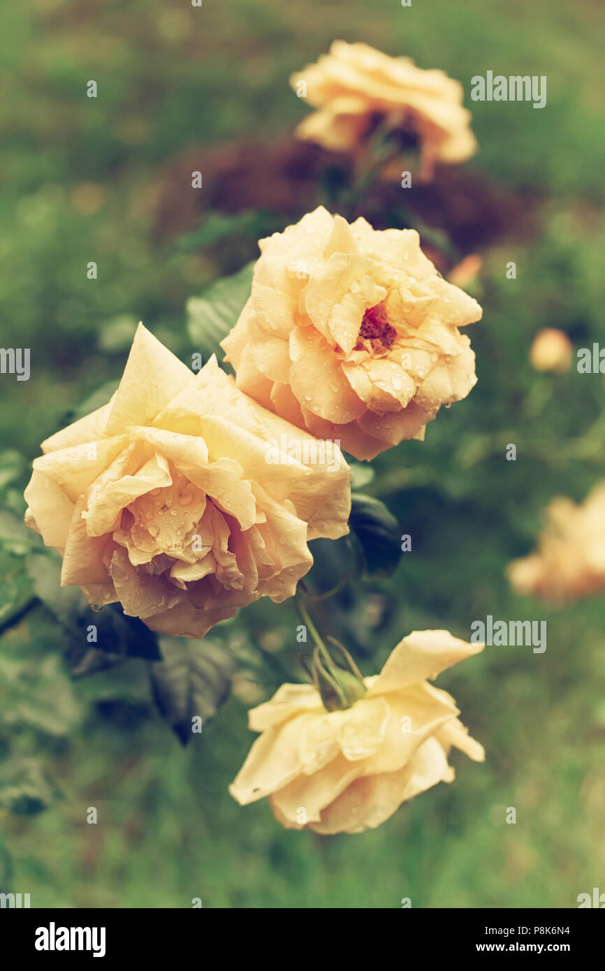 Garden rose button hi-res stock photography and images - Alamy