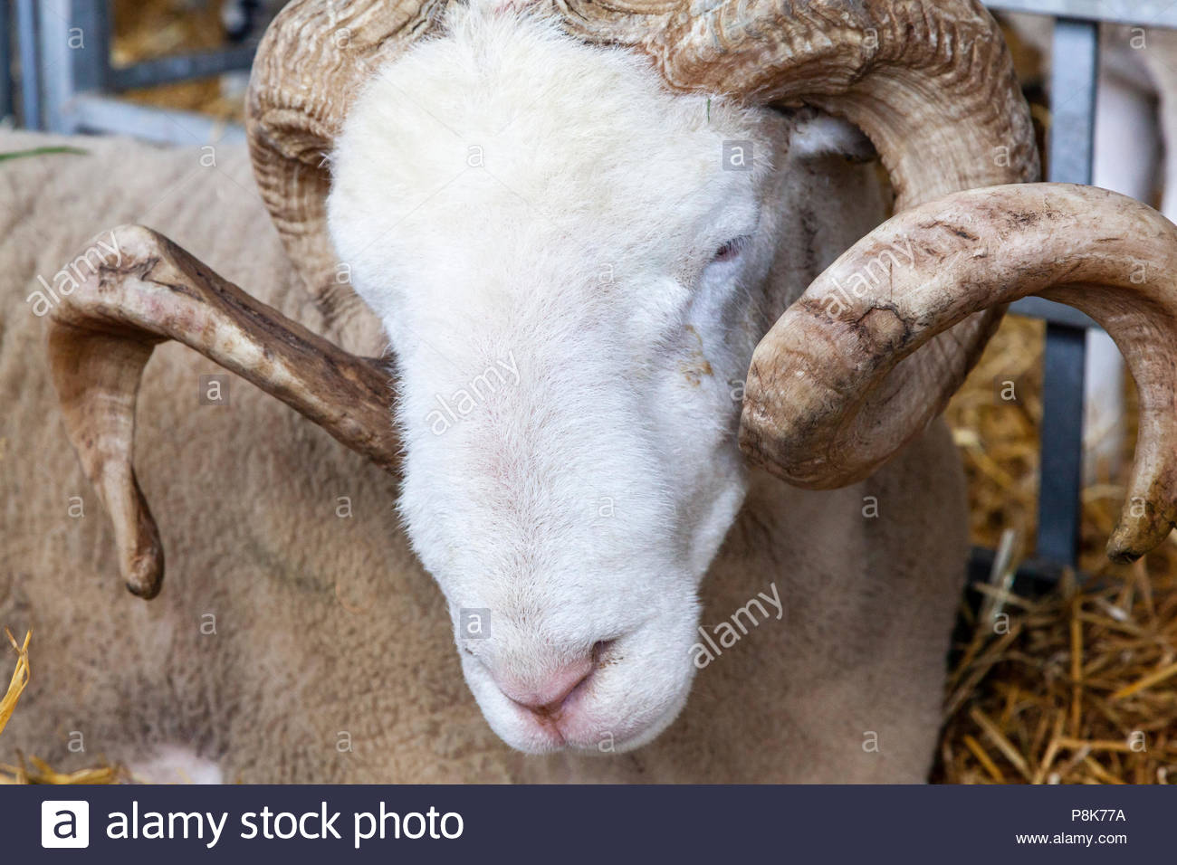 Curly Horns Sheep High Resolution Stock Photography and Images - Alamy