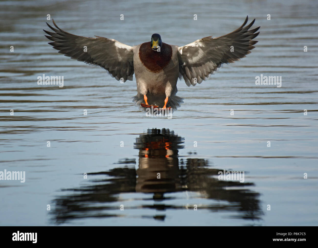 Ducks Landing On Water