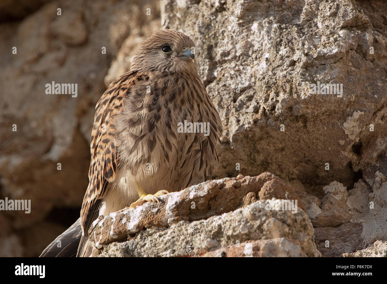 Lesser kestrel, female, Falco naumanni Stock Photo - Alamy