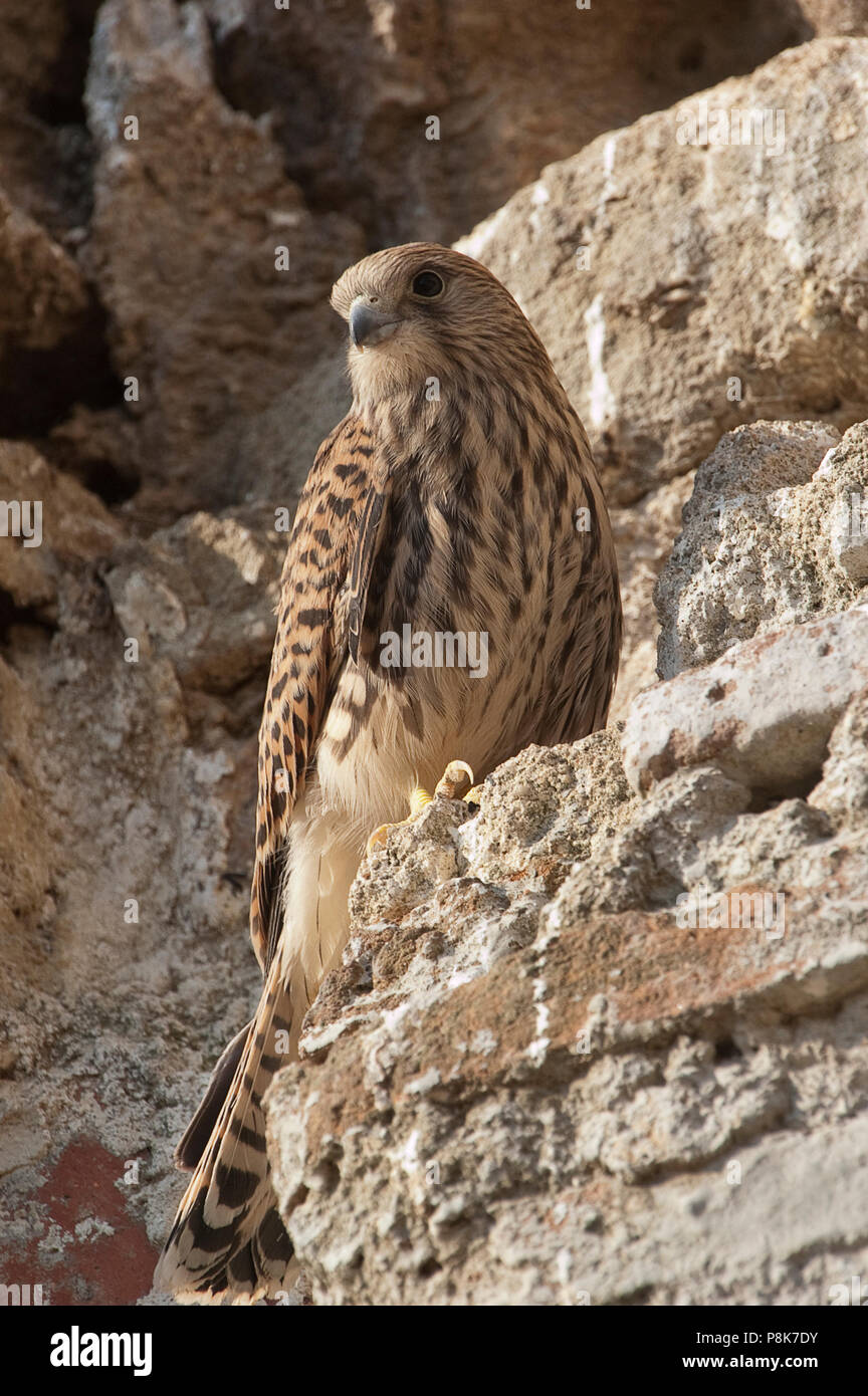 Lesser kestrel, female, Falco naumanni Stock Photo - Alamy