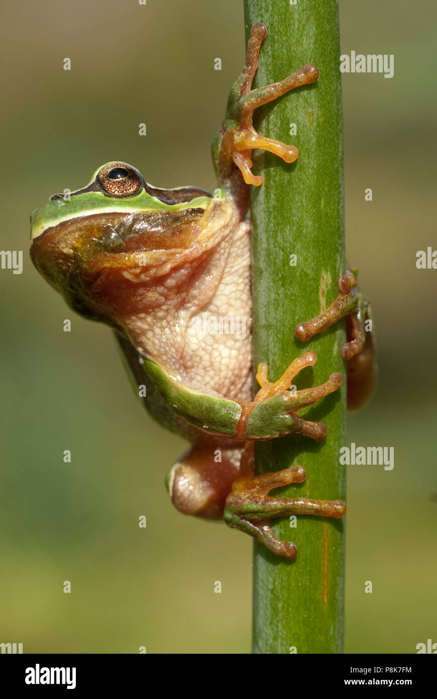 European tree frog hi-res stock photography and images - Alamy