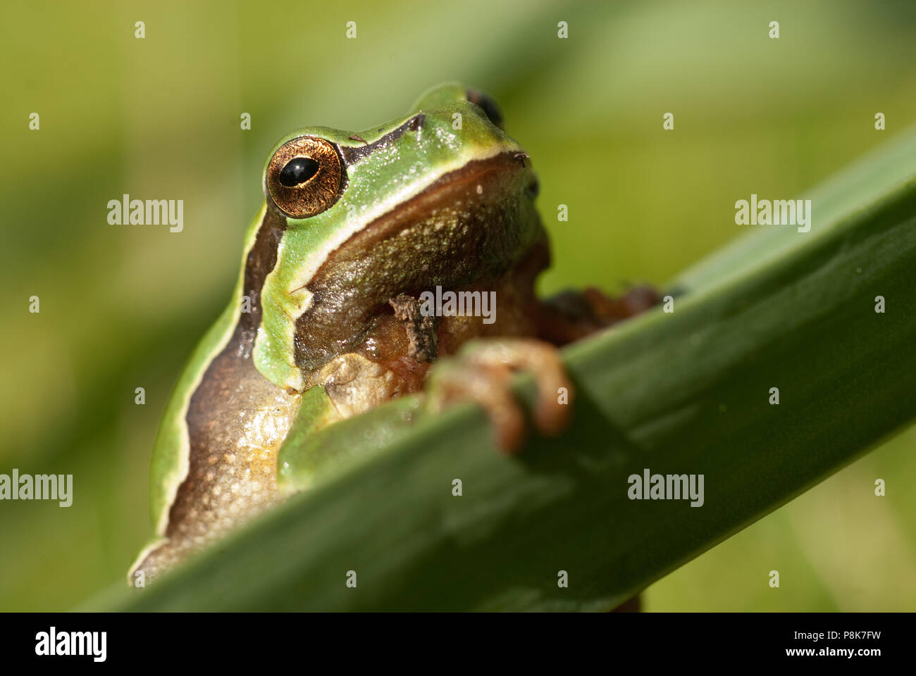 Pretty amphibian green European tree frog, Hyla arborea, sitting on the ...