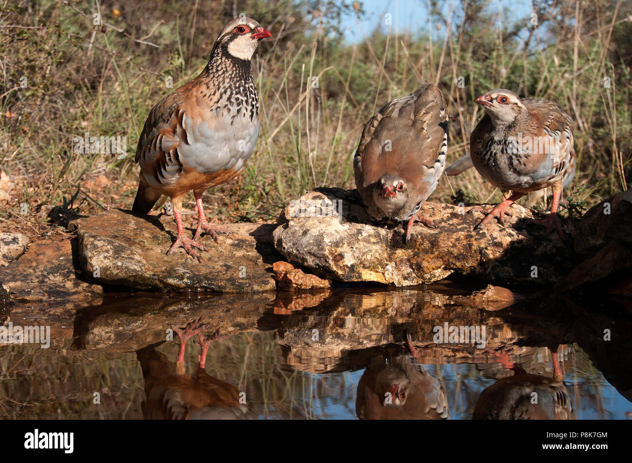 Male Red Legged Partridge High Resolution Stock Photography and Images ...