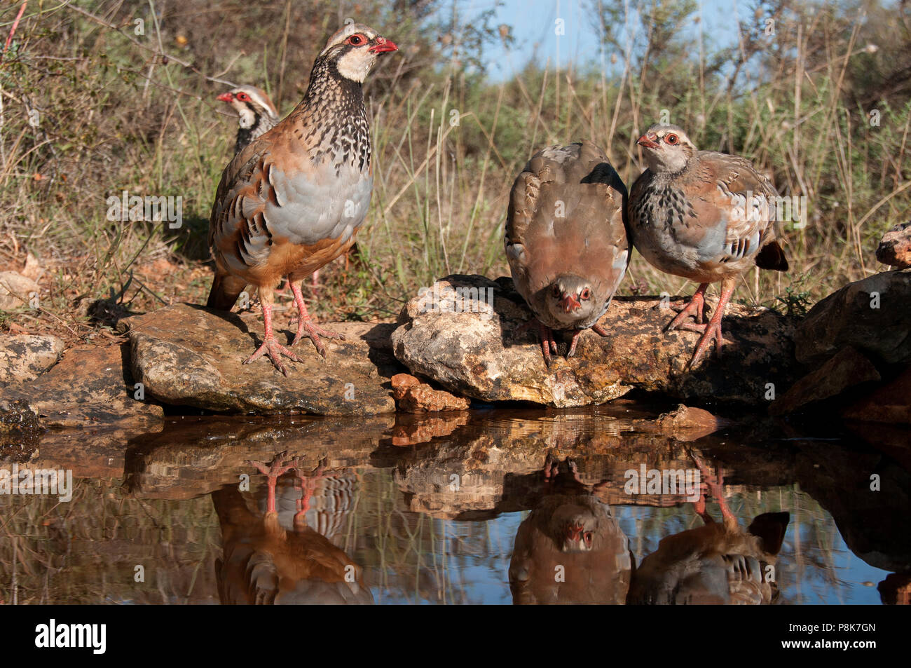 Male red legged partridge hi-res stock photography and images - Alamy