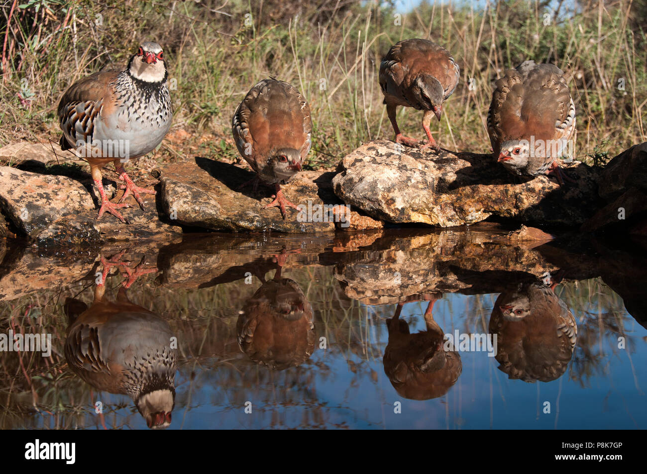 he people in the image? Select Releases Assign existing release The red ...