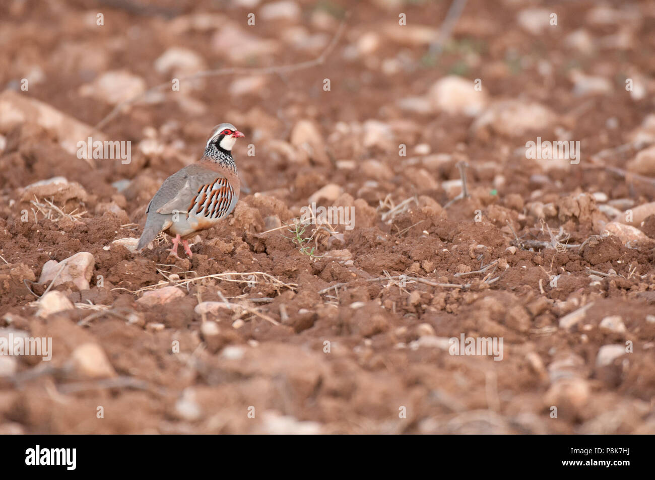 Pheasant partridge people hi-res stock photography and images - Alamy