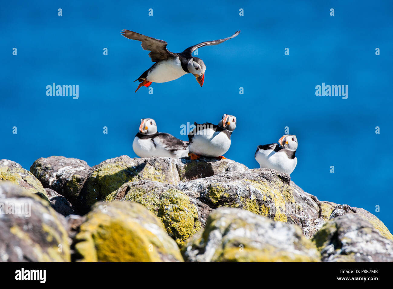 Puffins on the Isle of May, Firth of Forth, Fife, Scotland Stock Photo ...