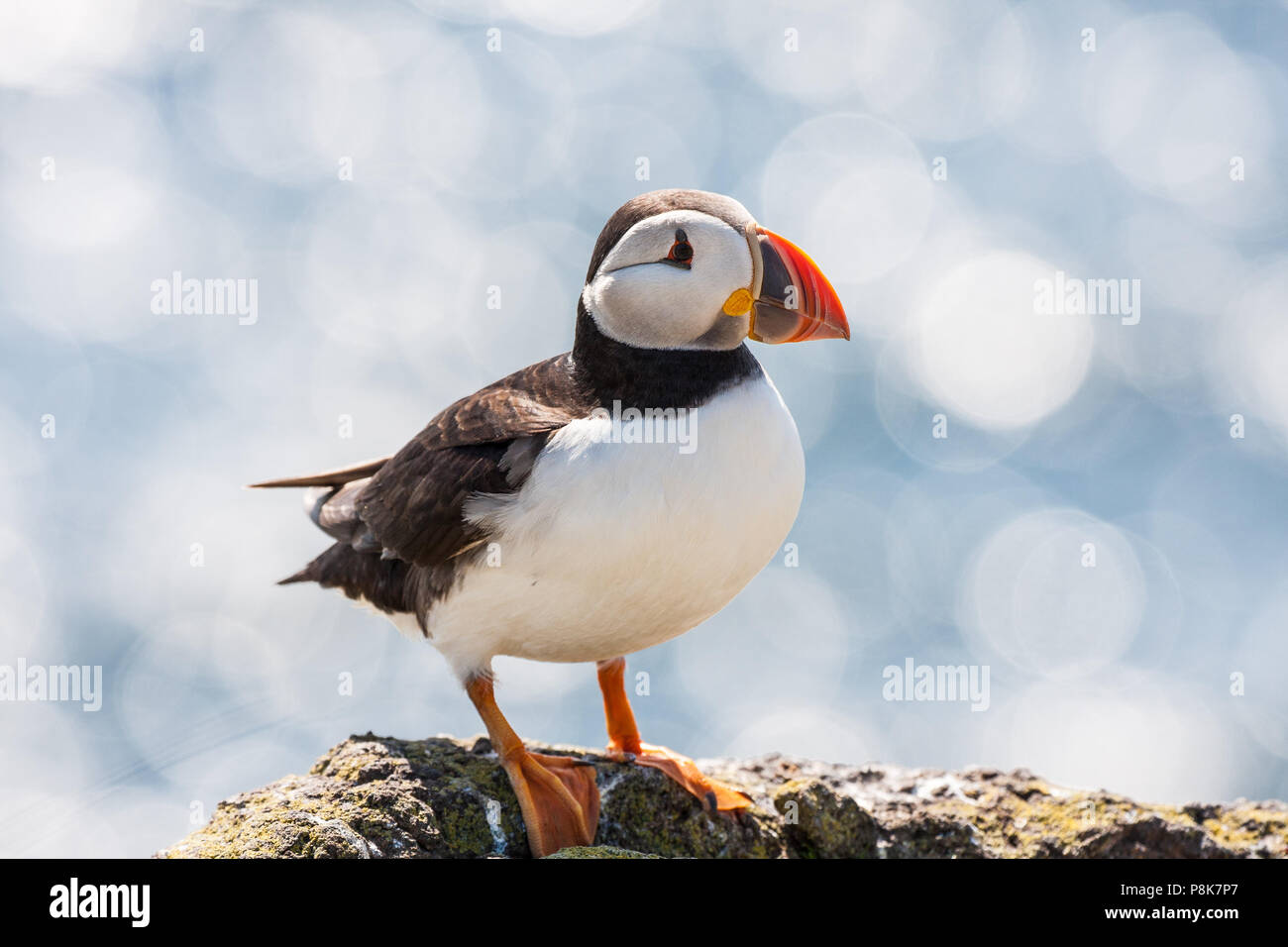 Puffin on the Isle of May, Firth of Forth, Fife, Scotland Stock Photo ...
