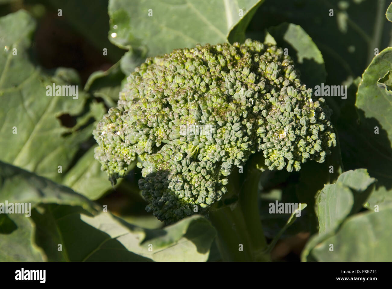 A head of Pac-Man Broccoli sparkles after an early morning shower Stock ...