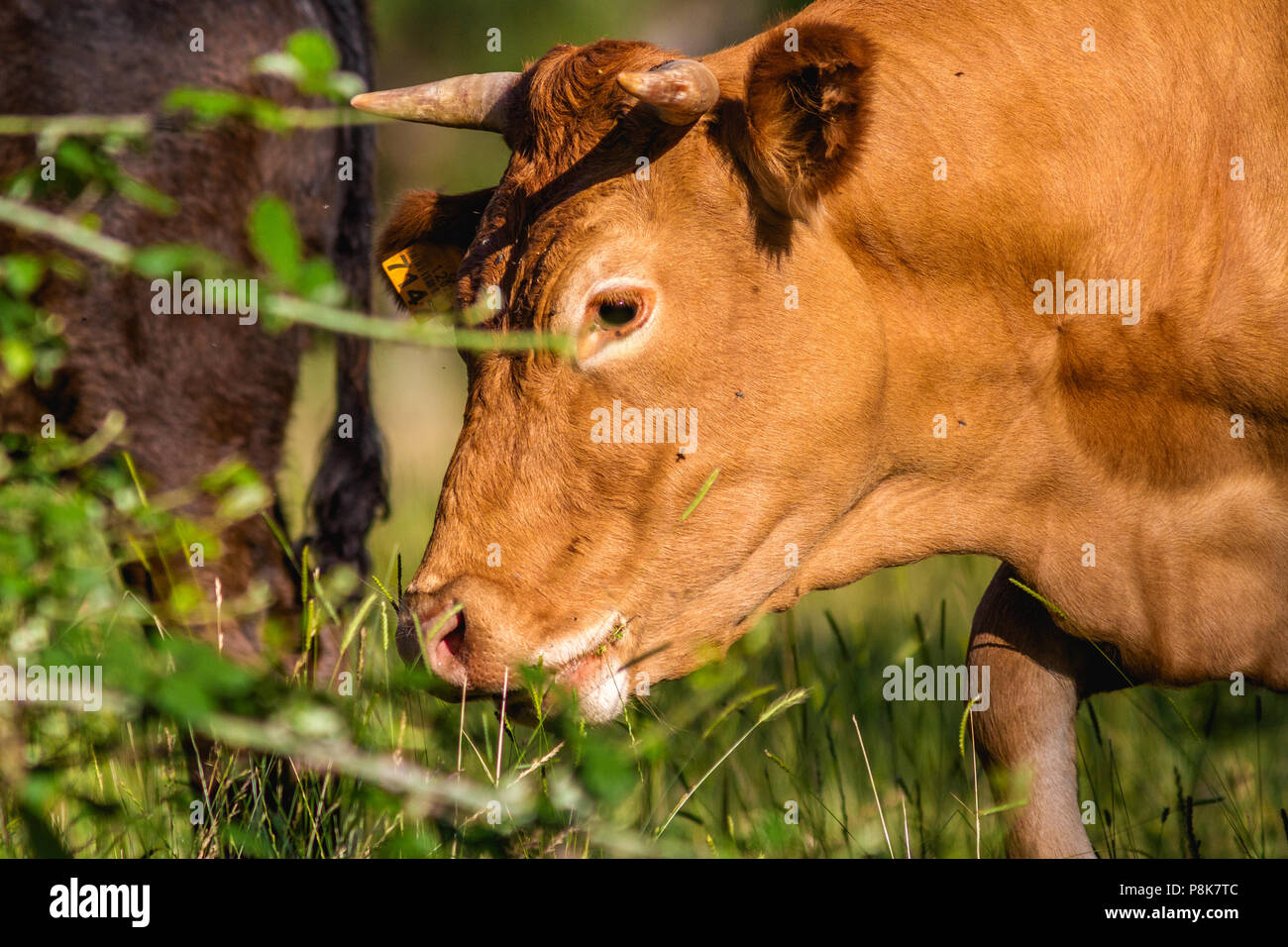 Cow Spanish Wild Pasture Stock Photo - Alamy
