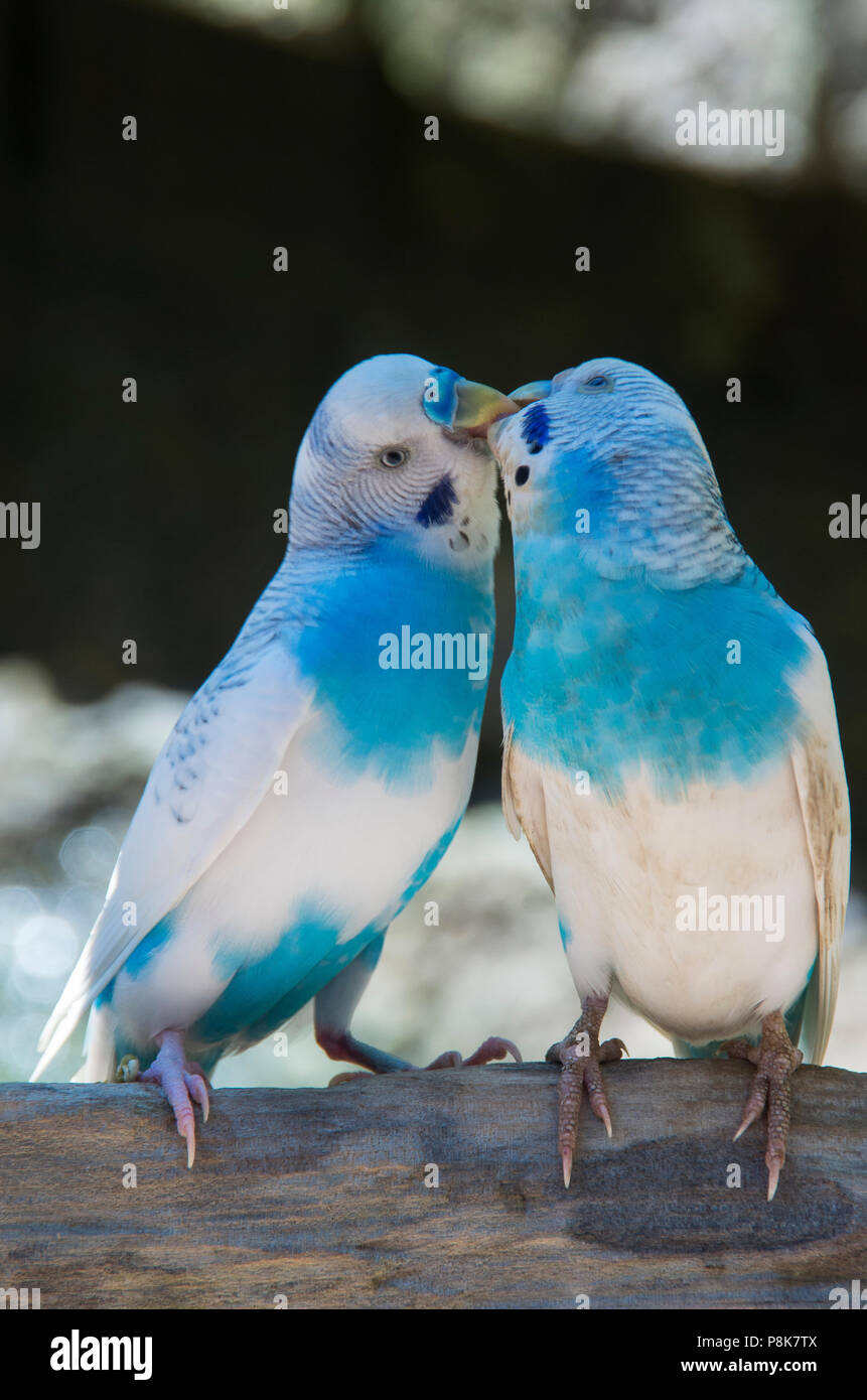Neck lock hi-res stock photography and images - Alamy