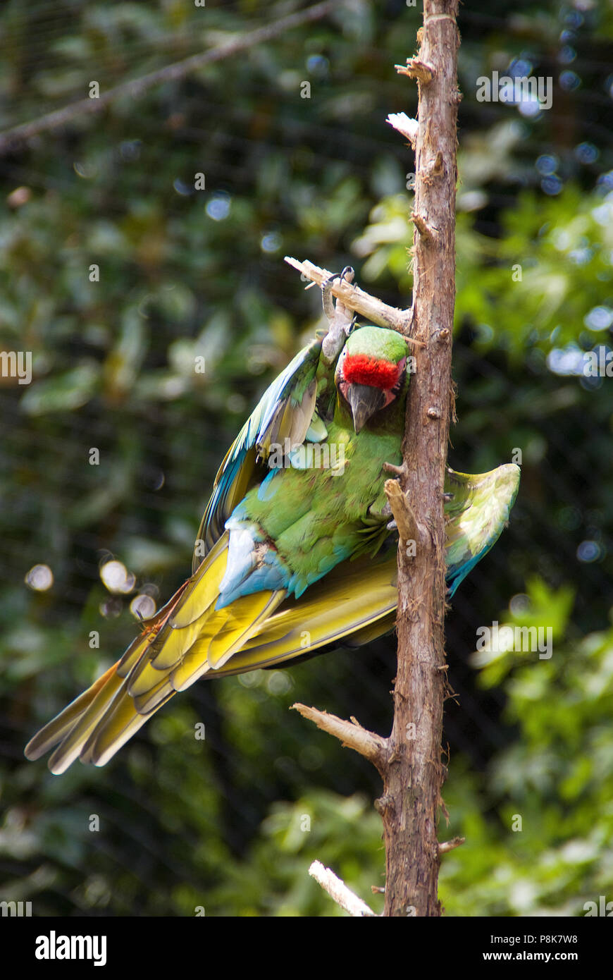 Parott hi-res stock photography and images - Alamy