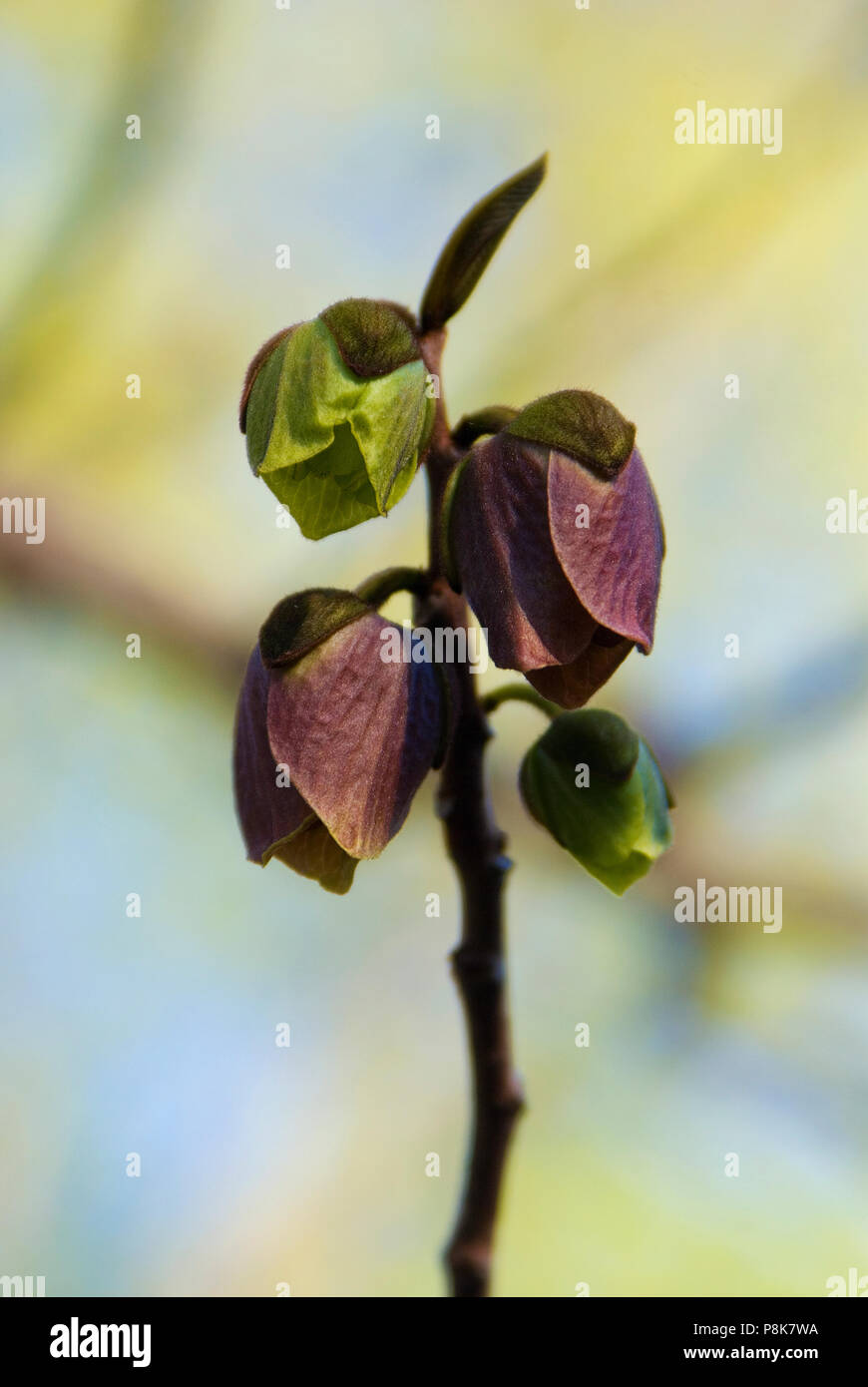 The blooms of the Paw Paw Tree Stock Photo - Alamy