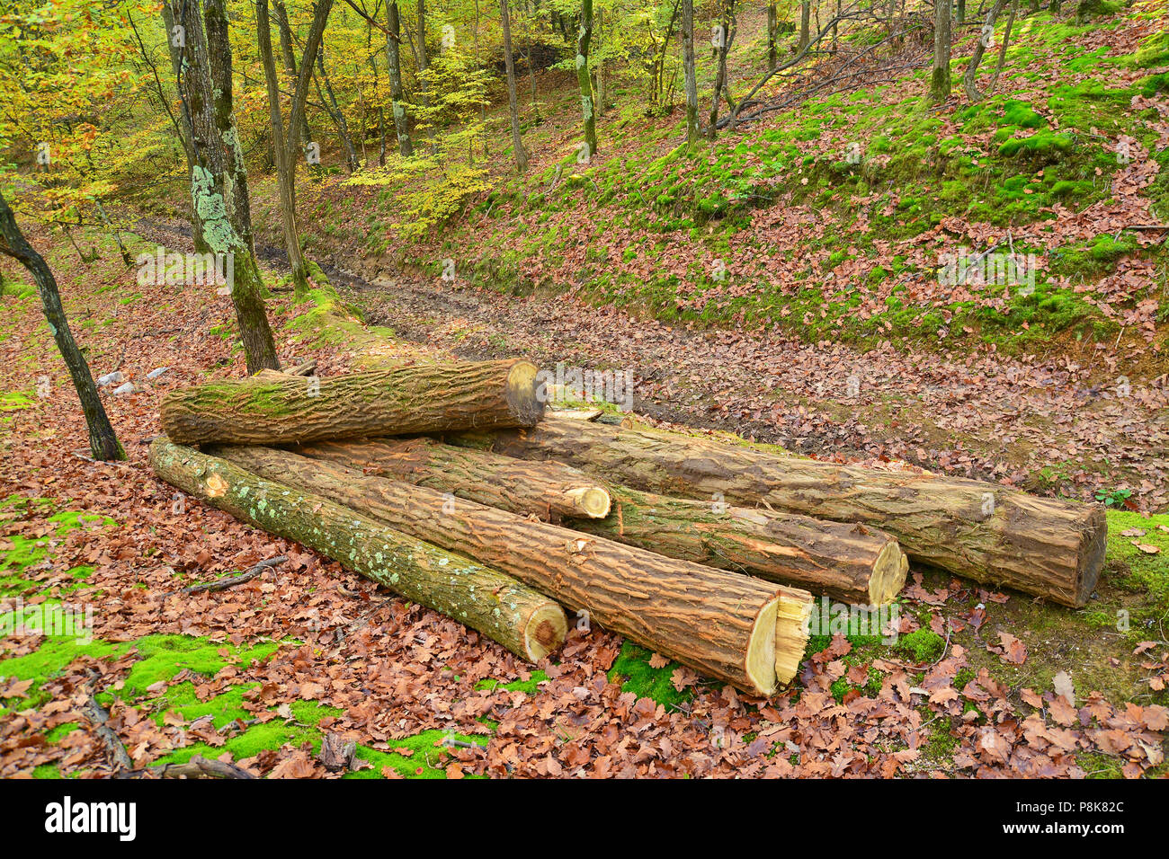 cut tree logs in the forest, deforestation Stock Photo - Alamy