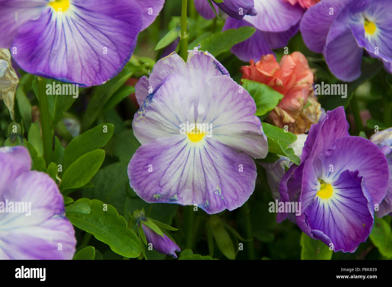 Lewes in bloom hi-res stock photography and images - Alamy