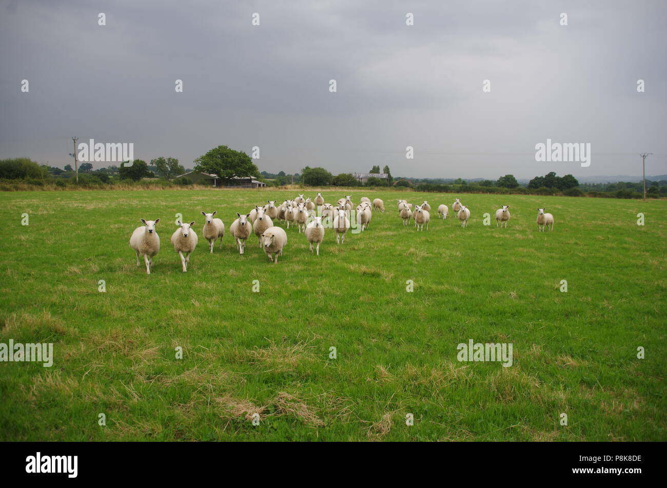 Sheeple sheep. John o' groats (Duncansby head) to lands end. End to end ...