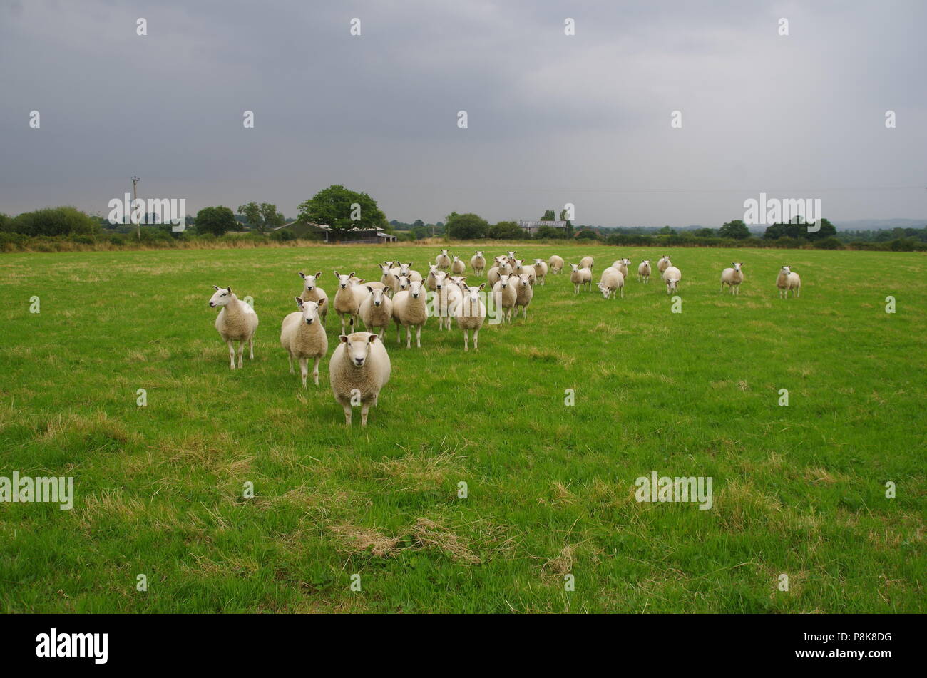 Sheeple sheep. John o' groats (Duncansby head) to lands end. End to end ...