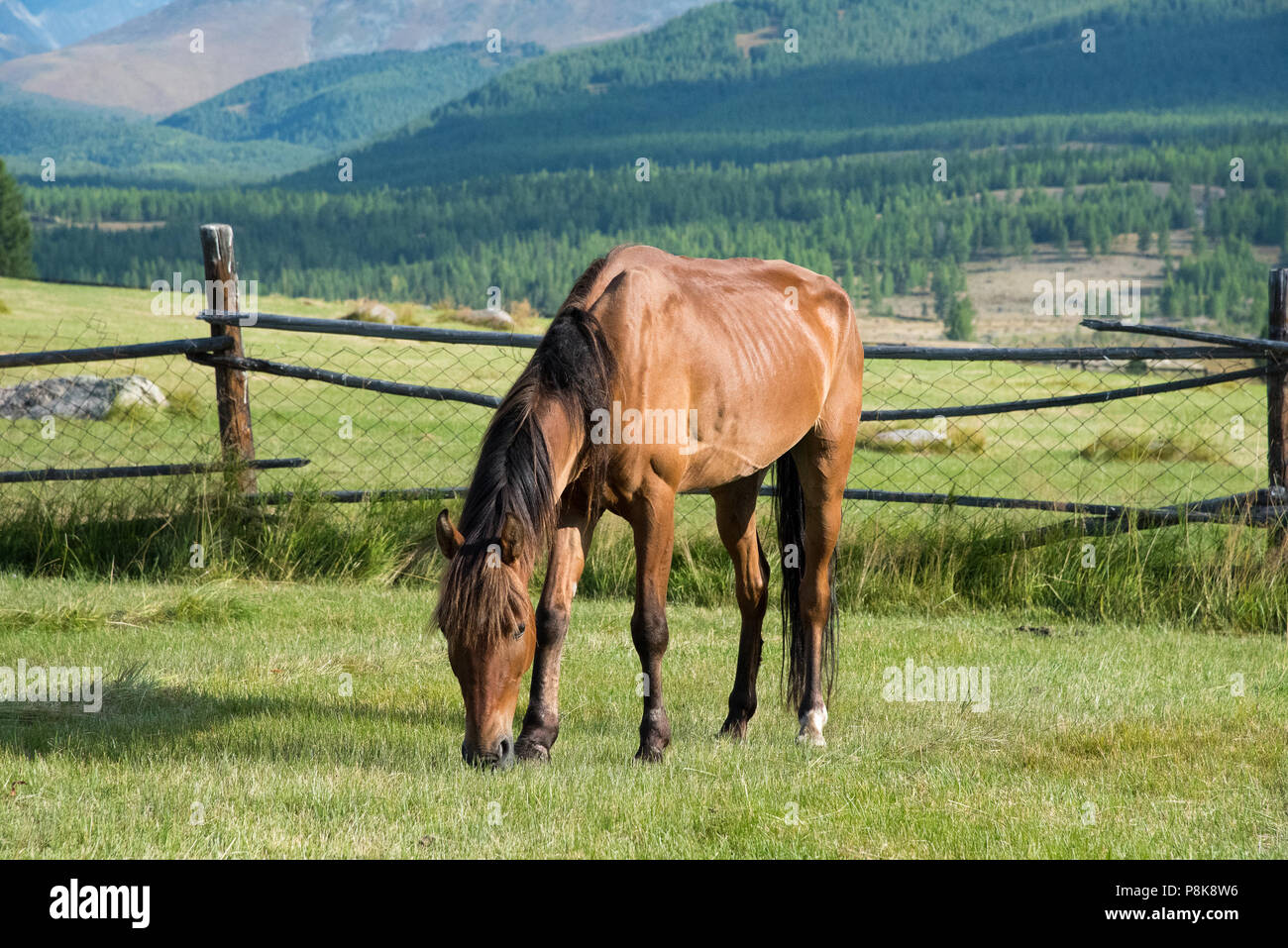 Wild nature of the Altai. A beautiful brown horse is grazing in the ...