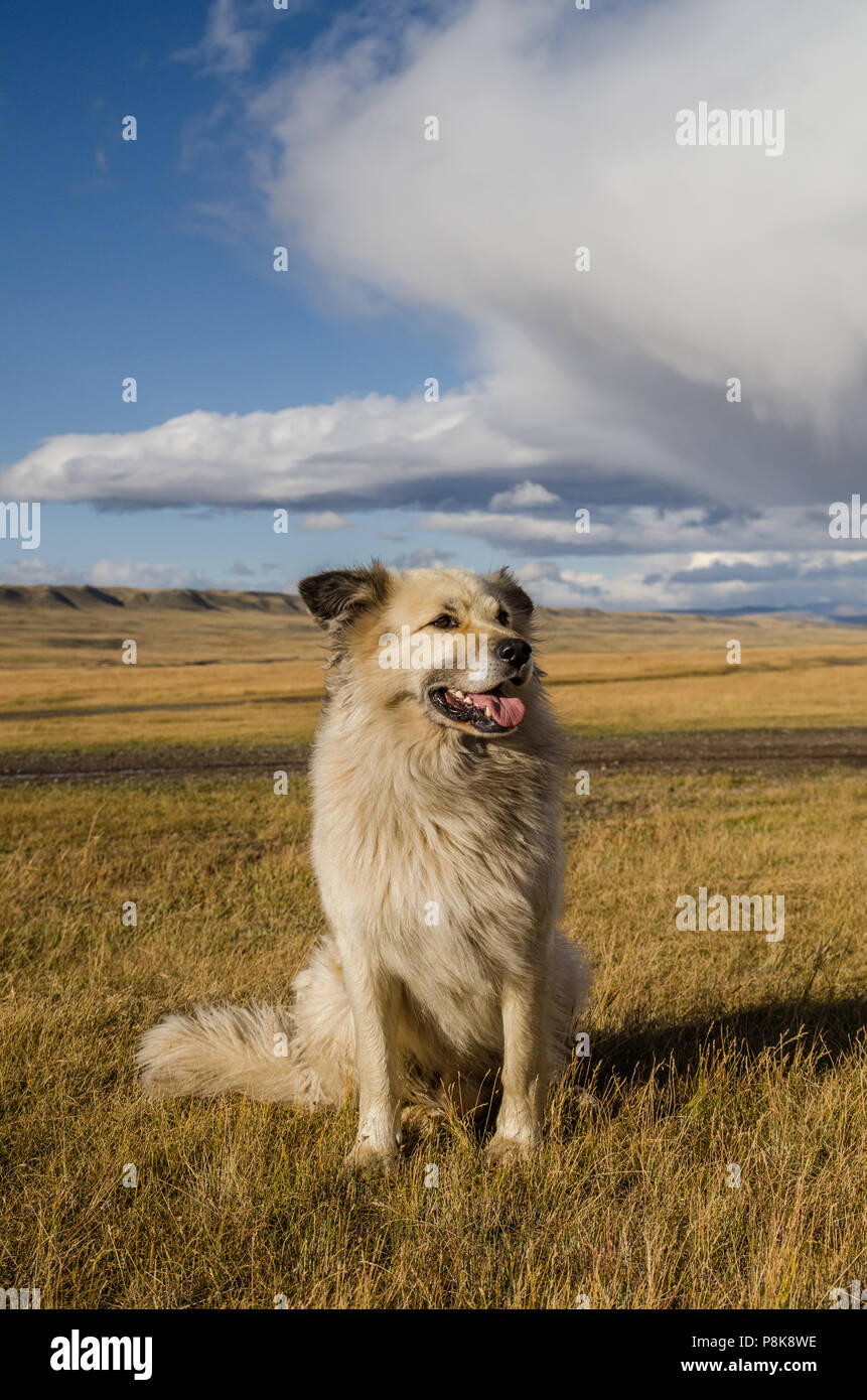 Altai dog hi-res stock photography and images - Alamy