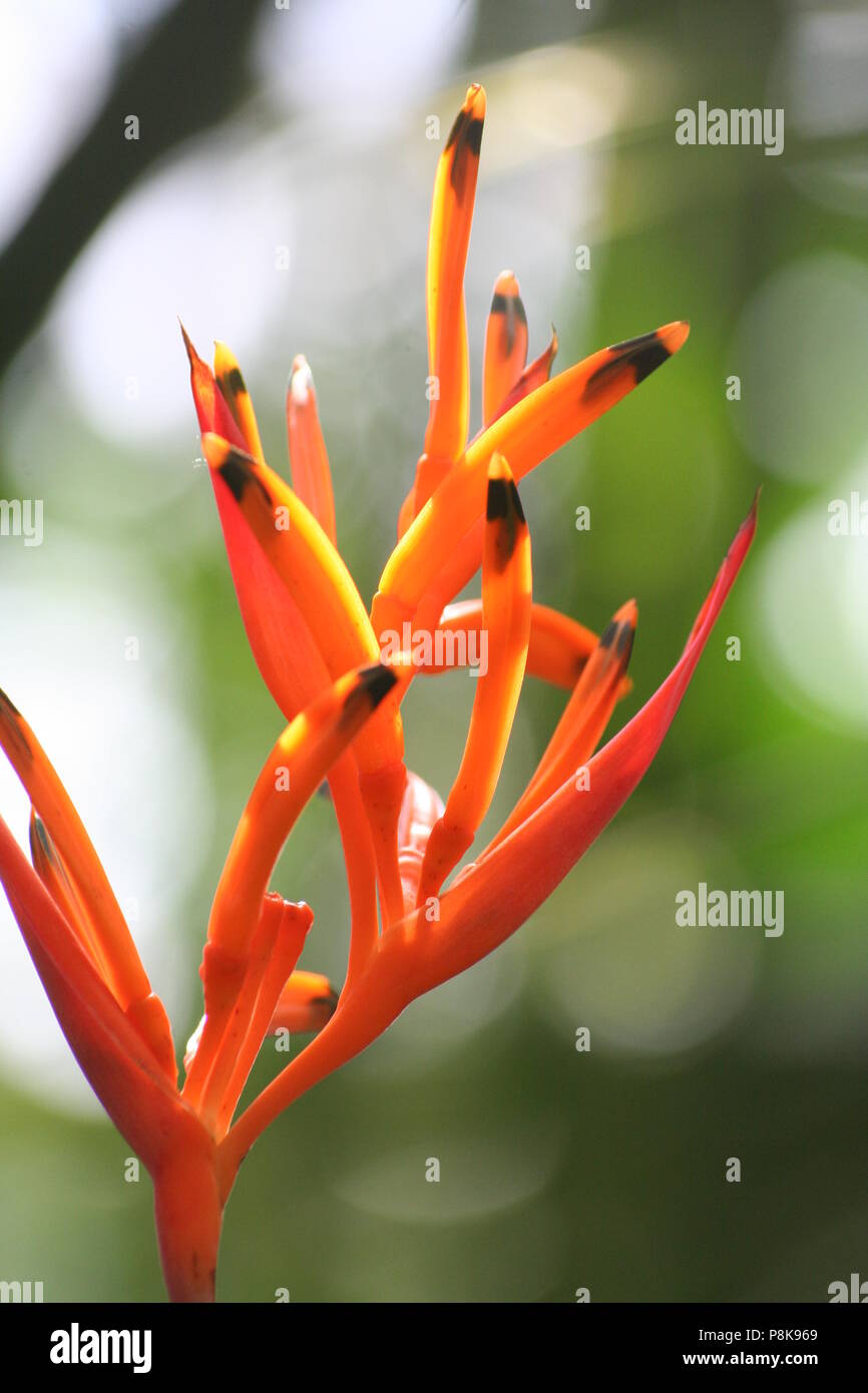 Heliconia psittacorum lady diana orange plant hi-res stock photography ...