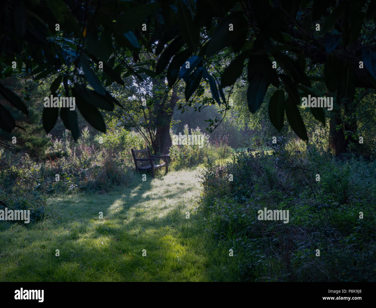 Wild English garden in September Stock Photo - Alamy