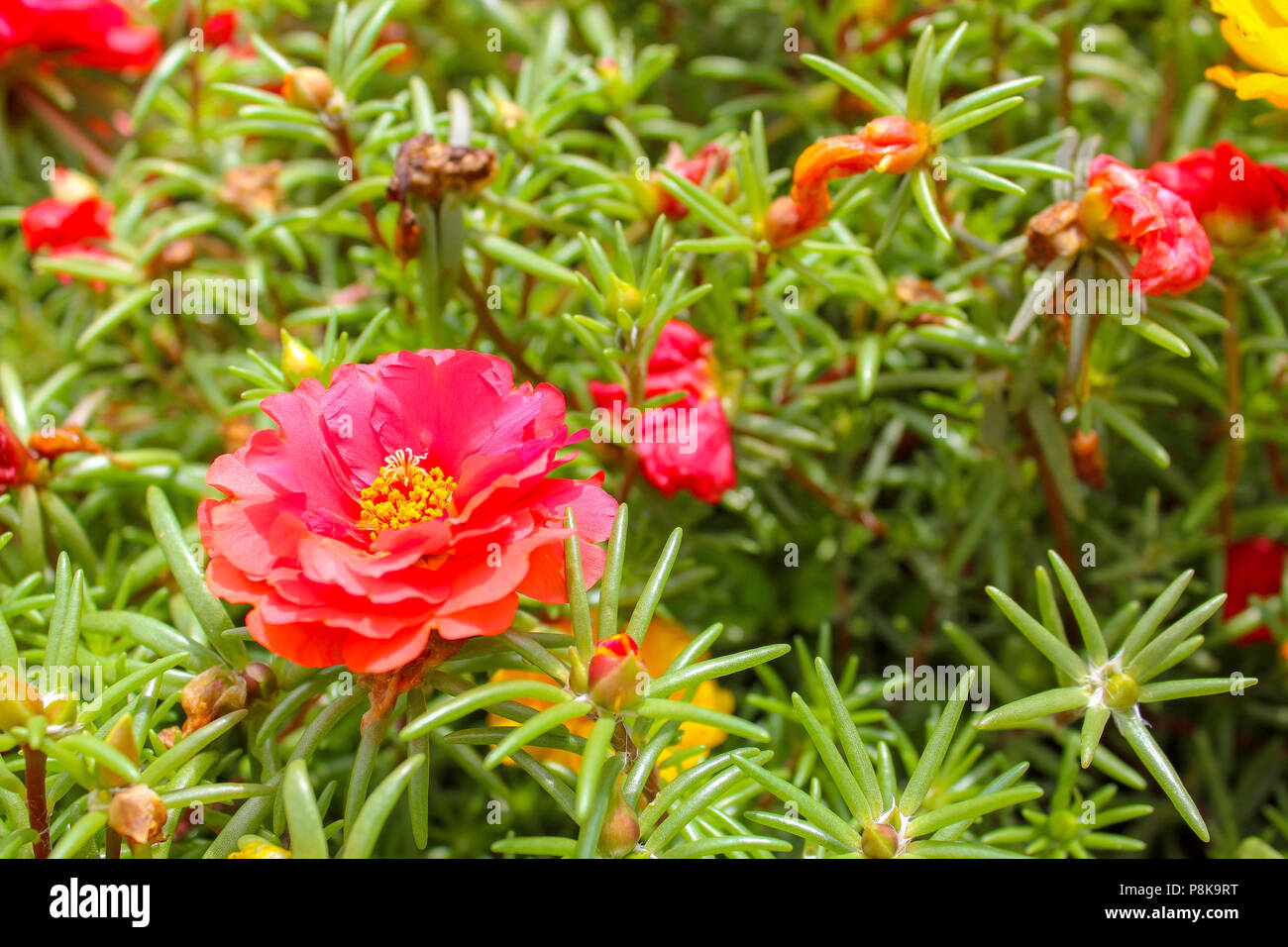 A beautiful little flower garden Stock Photo - Alamy