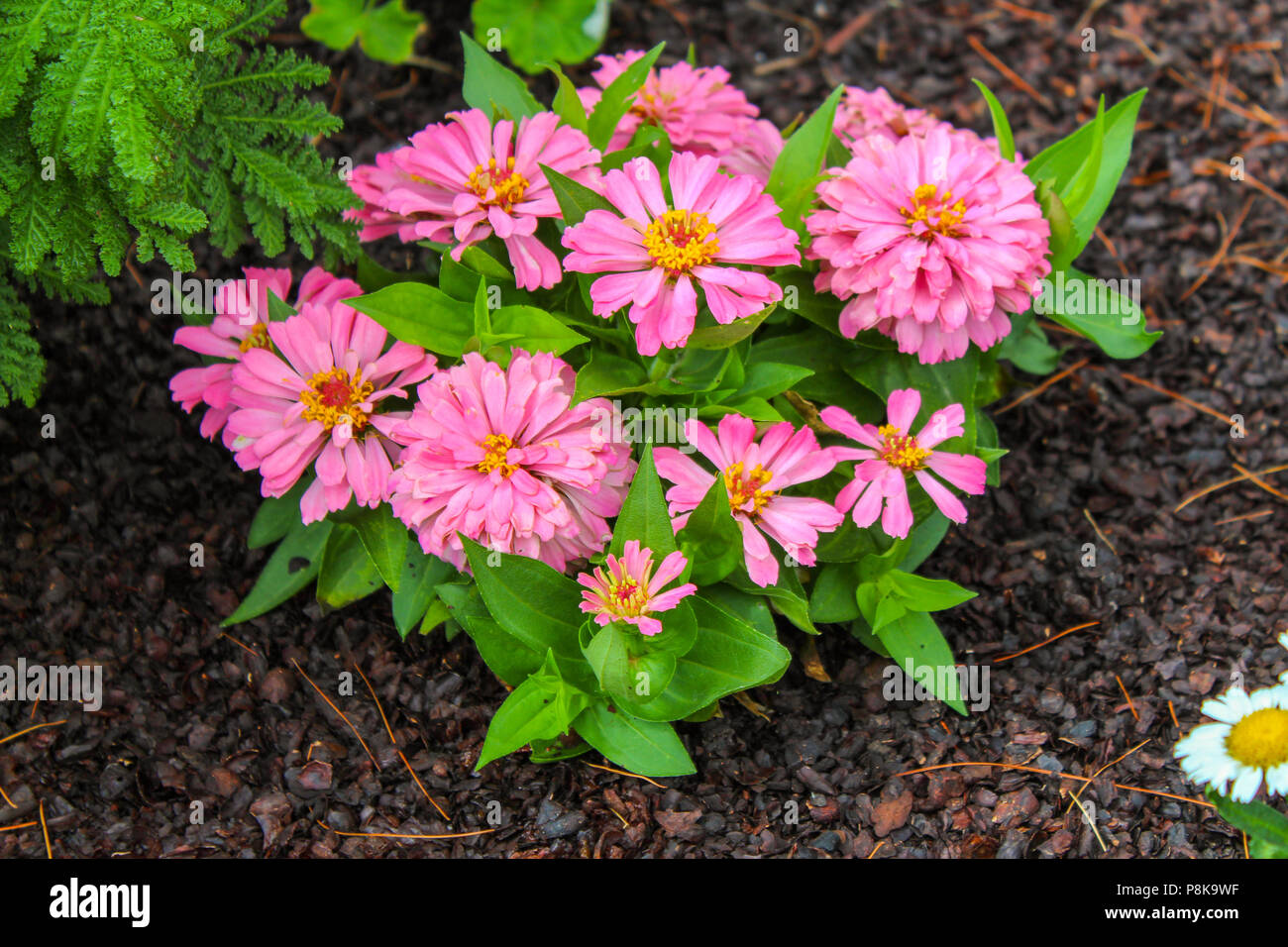 A beautiful little flower garden Stock Photo - Alamy