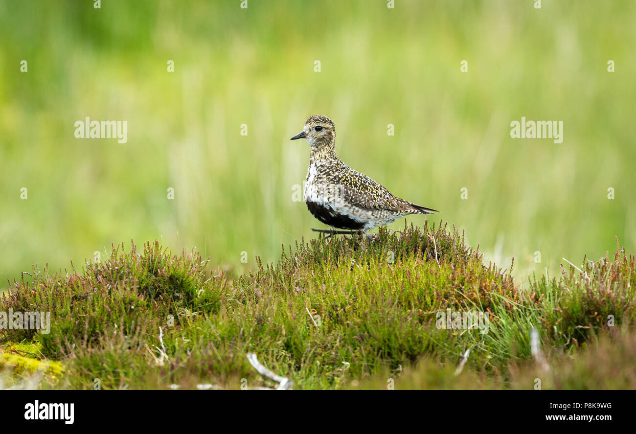 Upland plover hi-res stock photography and images - Alamy