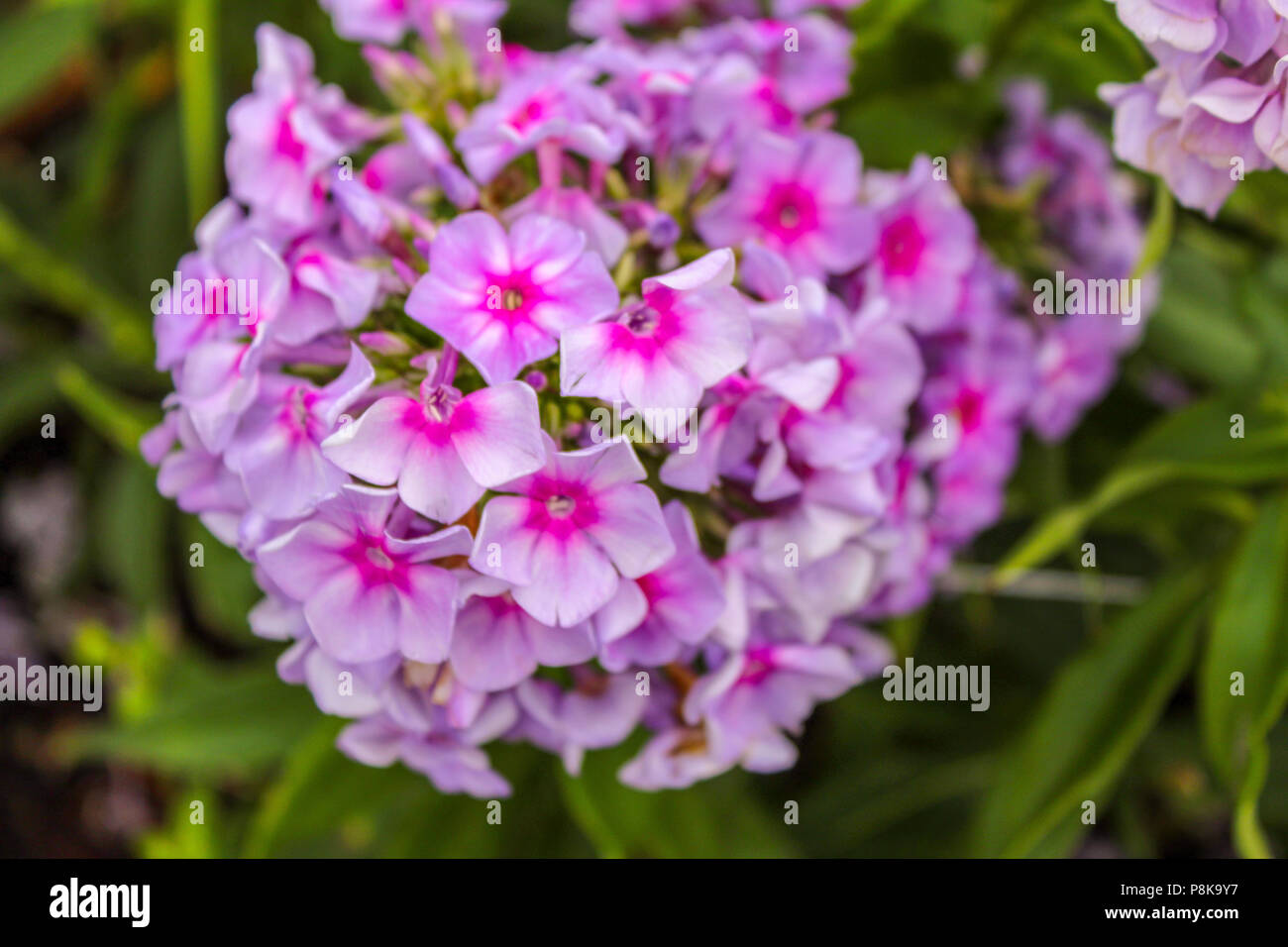 A beautiful little flower garden Stock Photo - Alamy