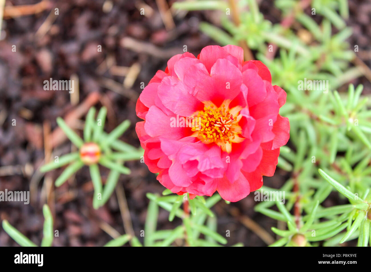 Beautiful little flower hi-res stock photography and images - Alamy