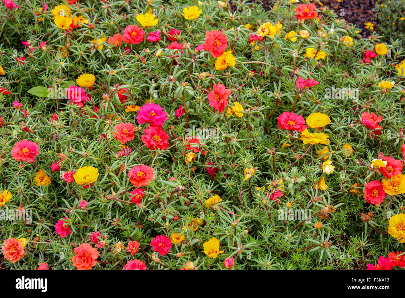 Beautiful little flower hi-res stock photography and images - Alamy