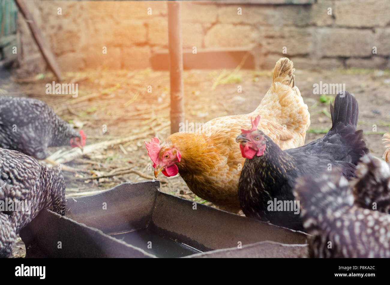 Chickens on the farm, farming, village Stock Photo - Alamy
