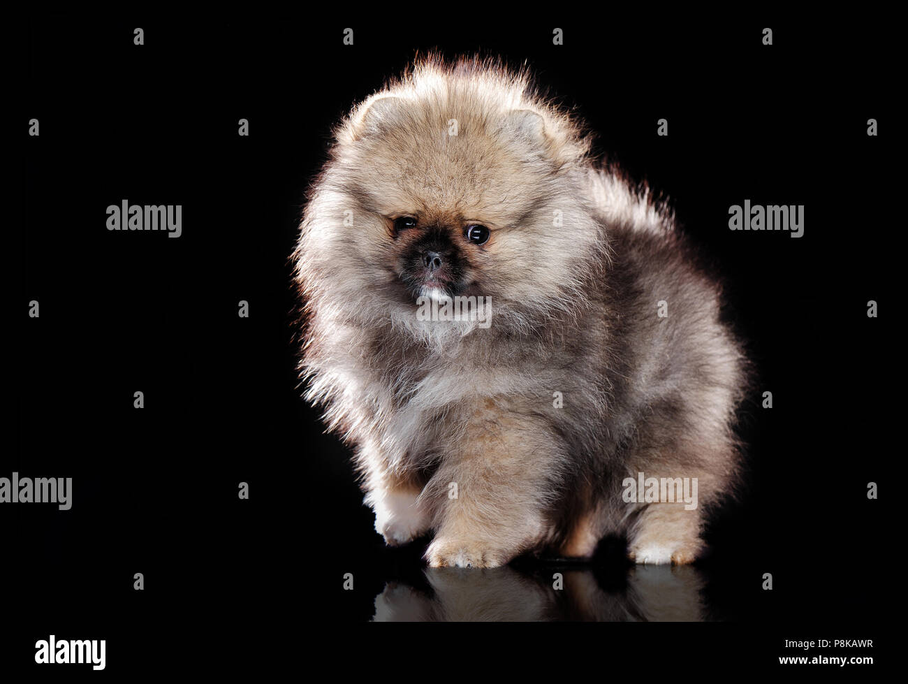 Miniature Pomeranian Spitz Puppy On High Resolution Stock Photography ...