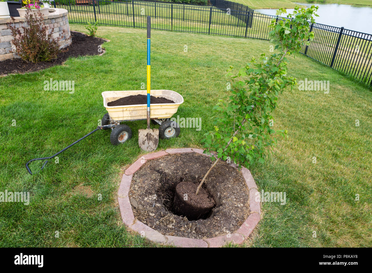 Transplanting a new young maple tree in a garden into a fresh hole dug ...