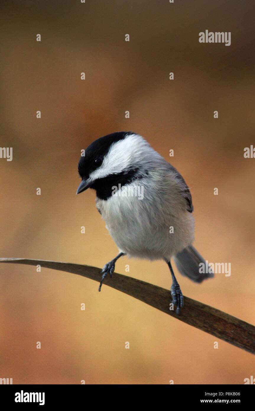 Cute little Carolina Chickadee balances precariously on a cattail reed ...