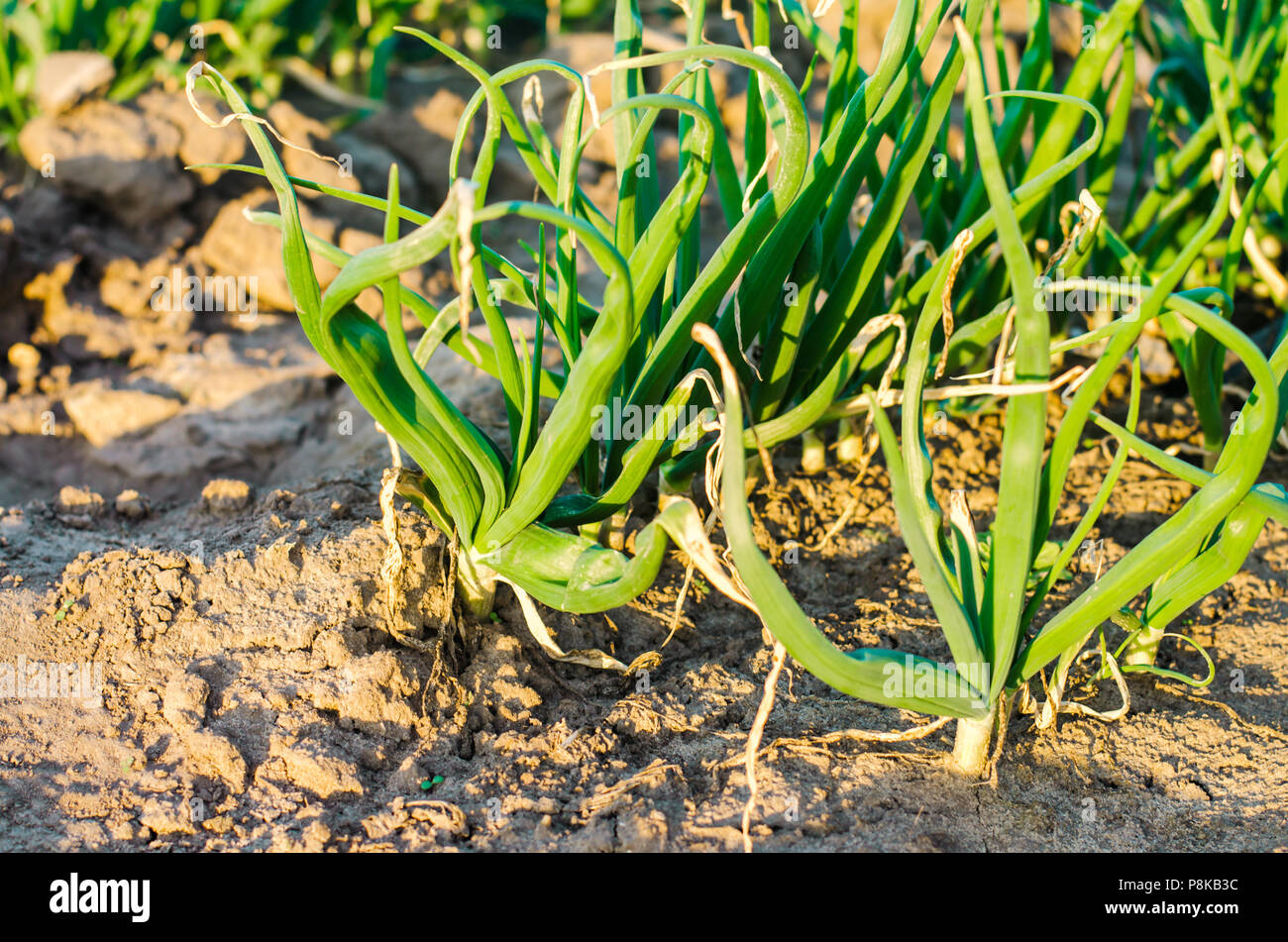 fresh young onions grow in the field in rows, agriculture, good harvest ...